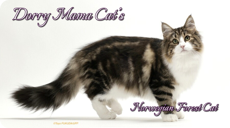 「Dorry Mama Cat's／浜松ノルウェージャンフォレストキャット キャッテリー」ノルウェージャンフォレストキャット専門のキャッテリー ...