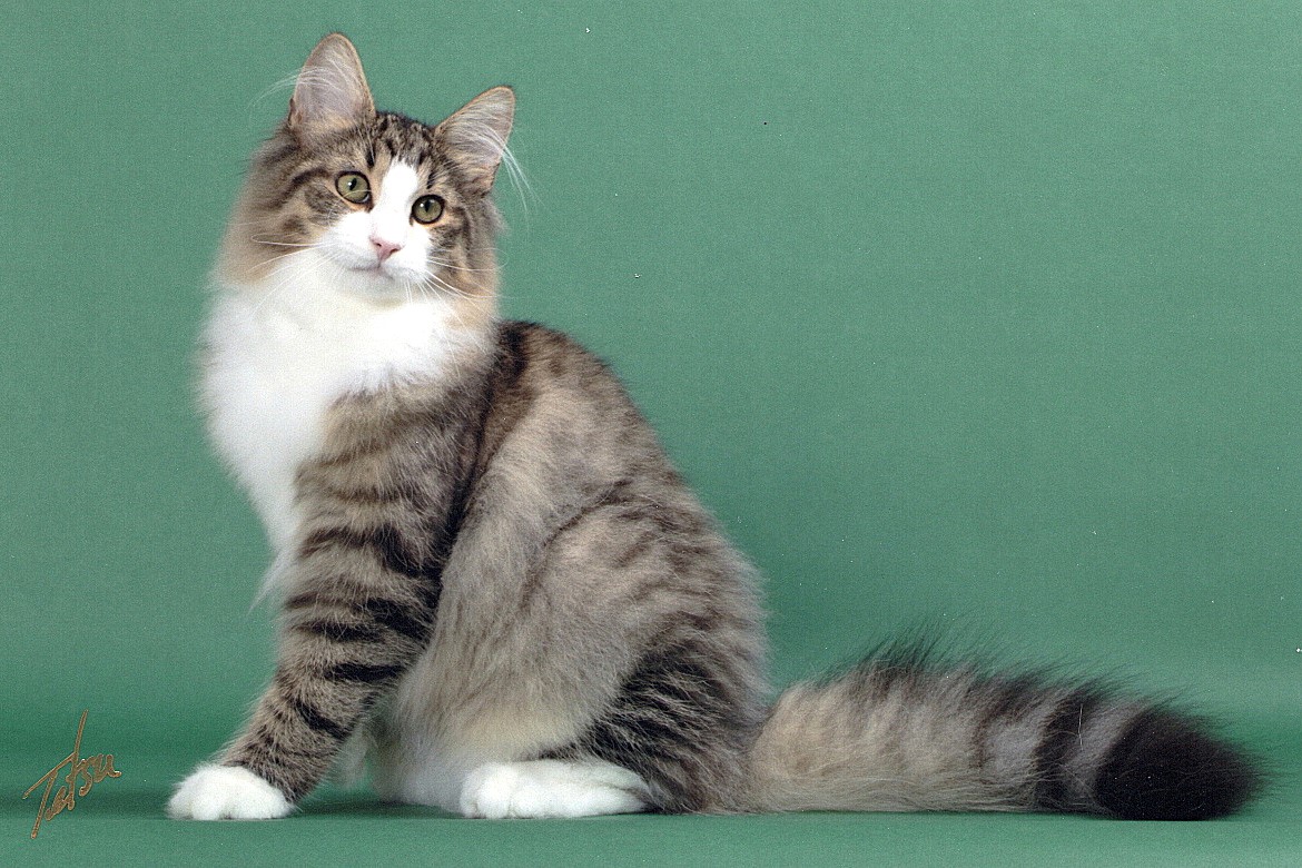 「Dorry Mama Cat's／浜松ノルウェージャンフォレストキャット」ノルウェージャンフォレストキャット専門のキャッテリー。静岡県浜松市 ...